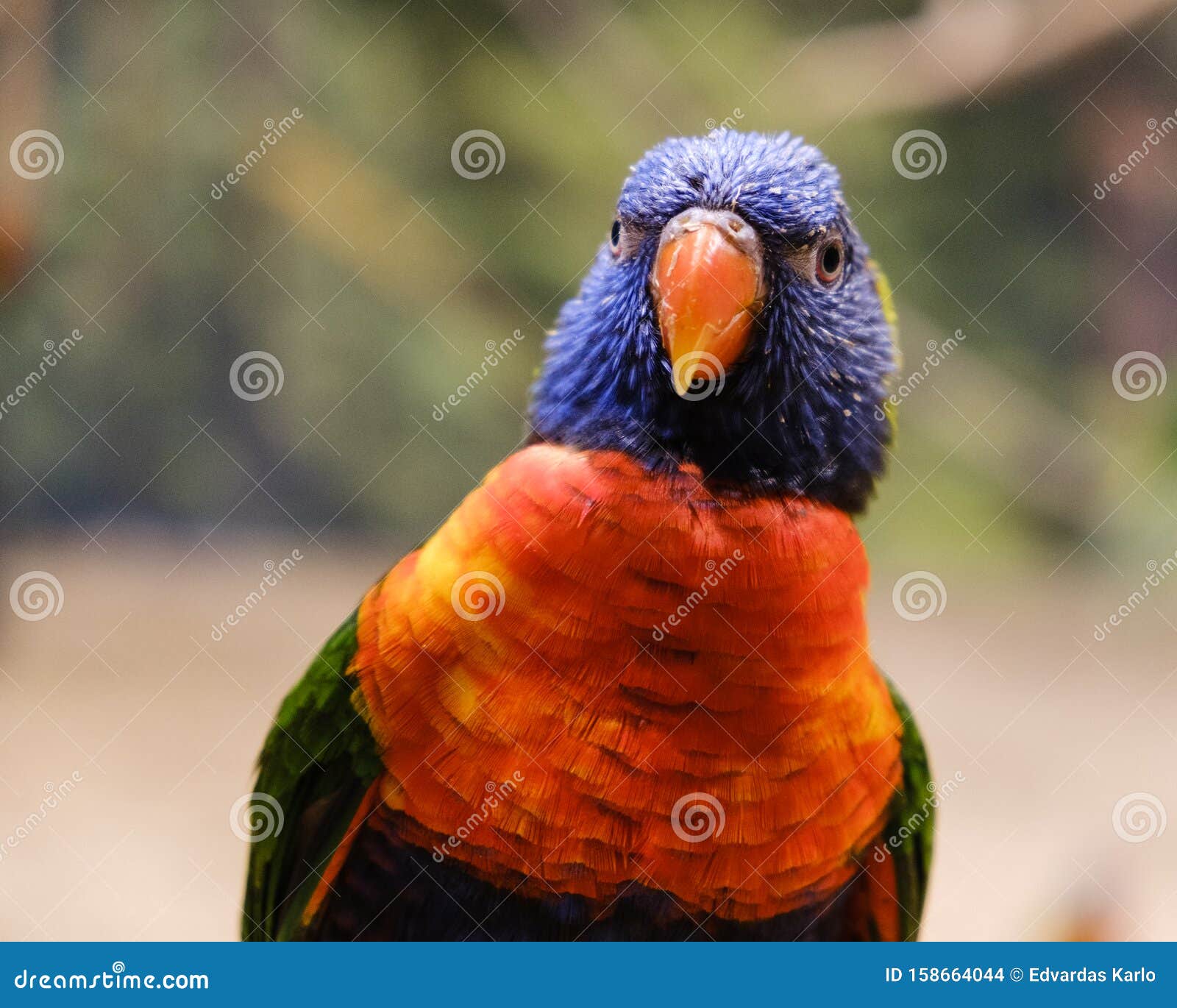 An Inquisitive Colourful Parrot Bird Looking Straight at the Camera ...