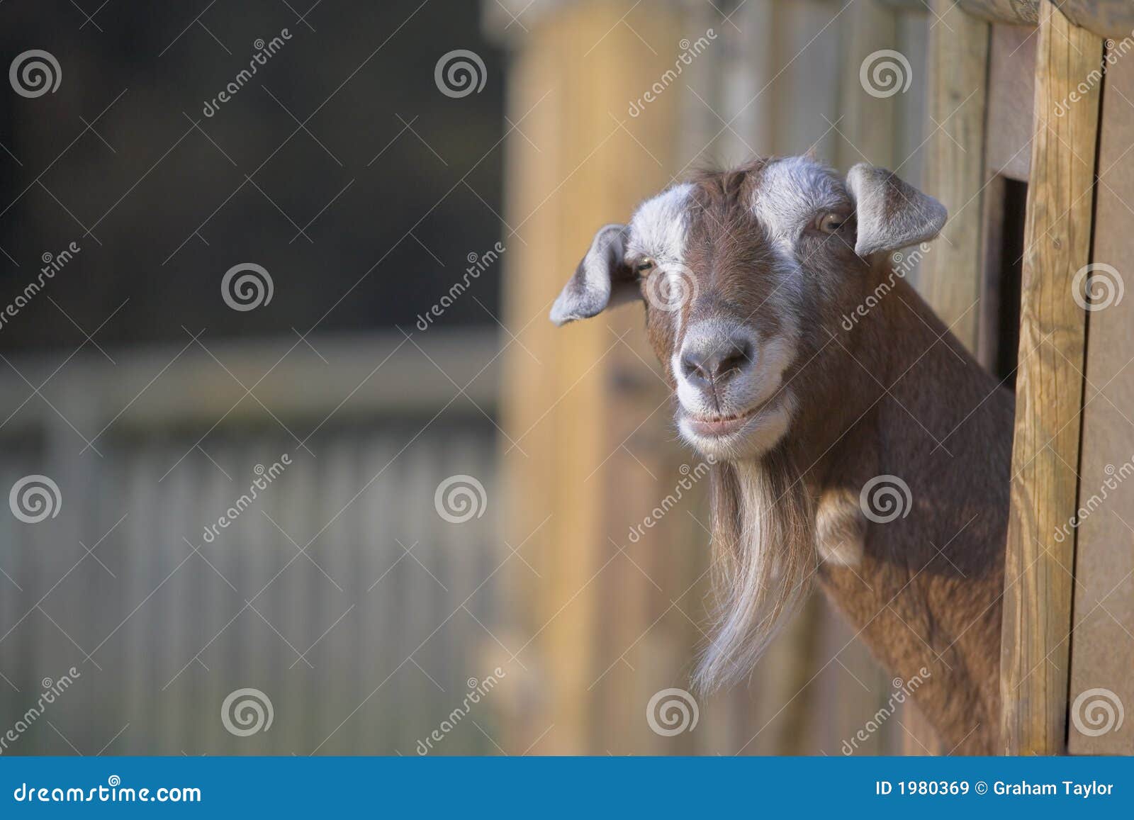 Inquisitive Goat stock image. Image of domesticated, farm - 1980369
