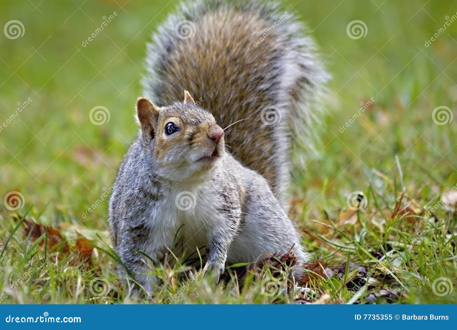 Inquisitive Grey Squirrel stock image. Image of curious - 7735355