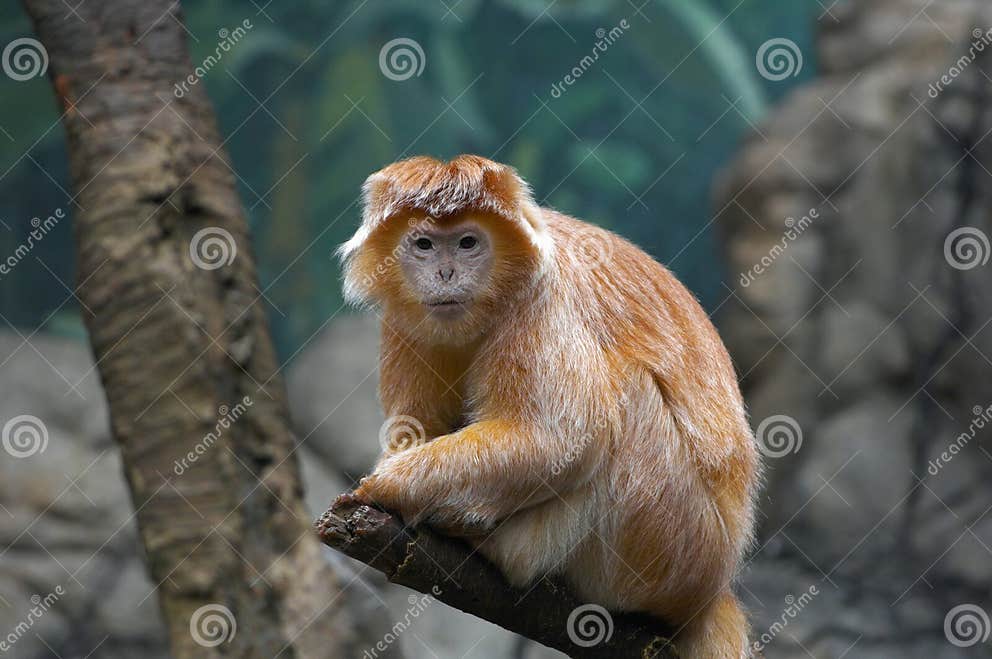 Inquisitive Monkey stock image. Image of environment, inquisitive - 1821407