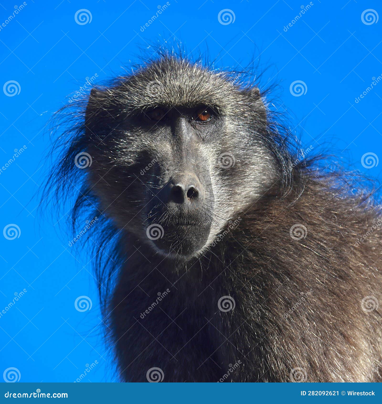 A Monkey that is Sitting Down Looking Around with Its Hair Blowing in ...