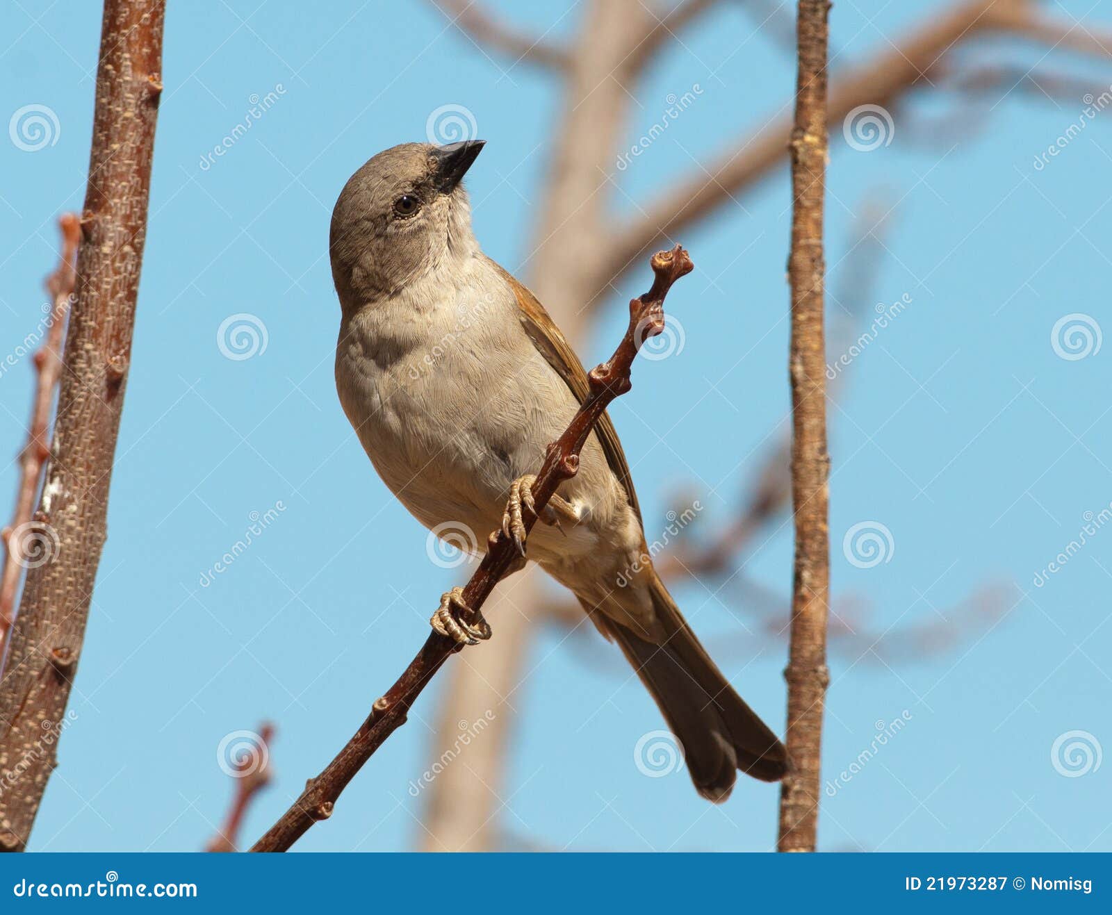 Mossie Stock Photos - Download 40 Royalty Free Photos