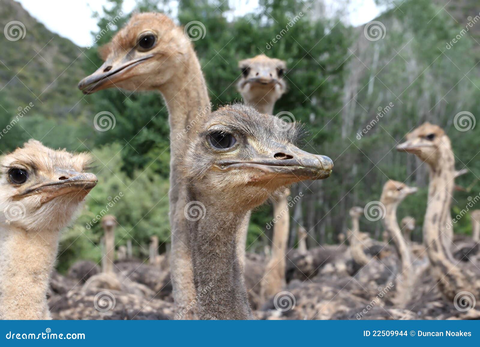 Inquisitive Ostriches stock photo. Image of animal, beak - 22509944