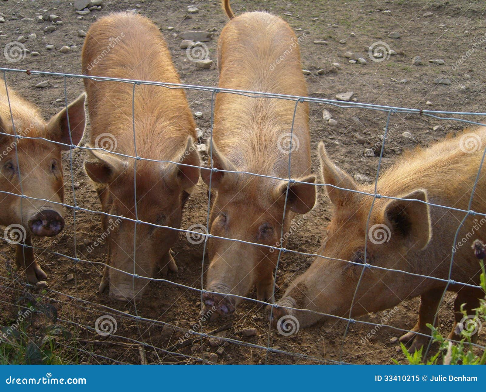 Inquisitive Pigs stock image. Image of clean, snout, brown - 33410215