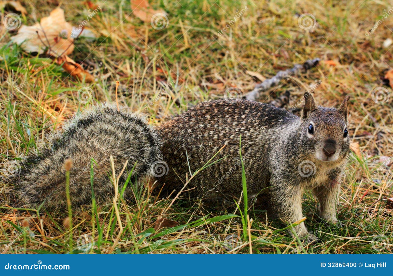 Inquisitive Spotted Squirrel Stock Photo - Image of furry, guard: 32869400
