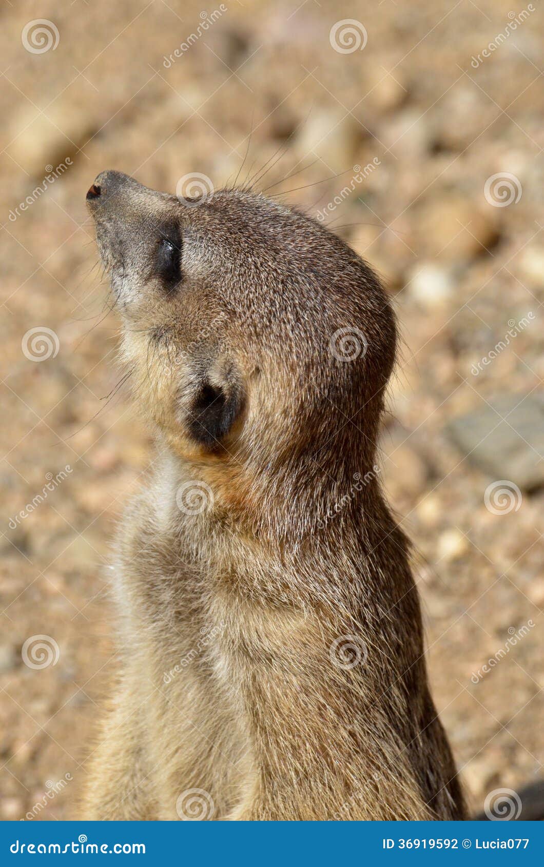 Inquisitive suricata stock photo. Image of animal, mammal - 36919592