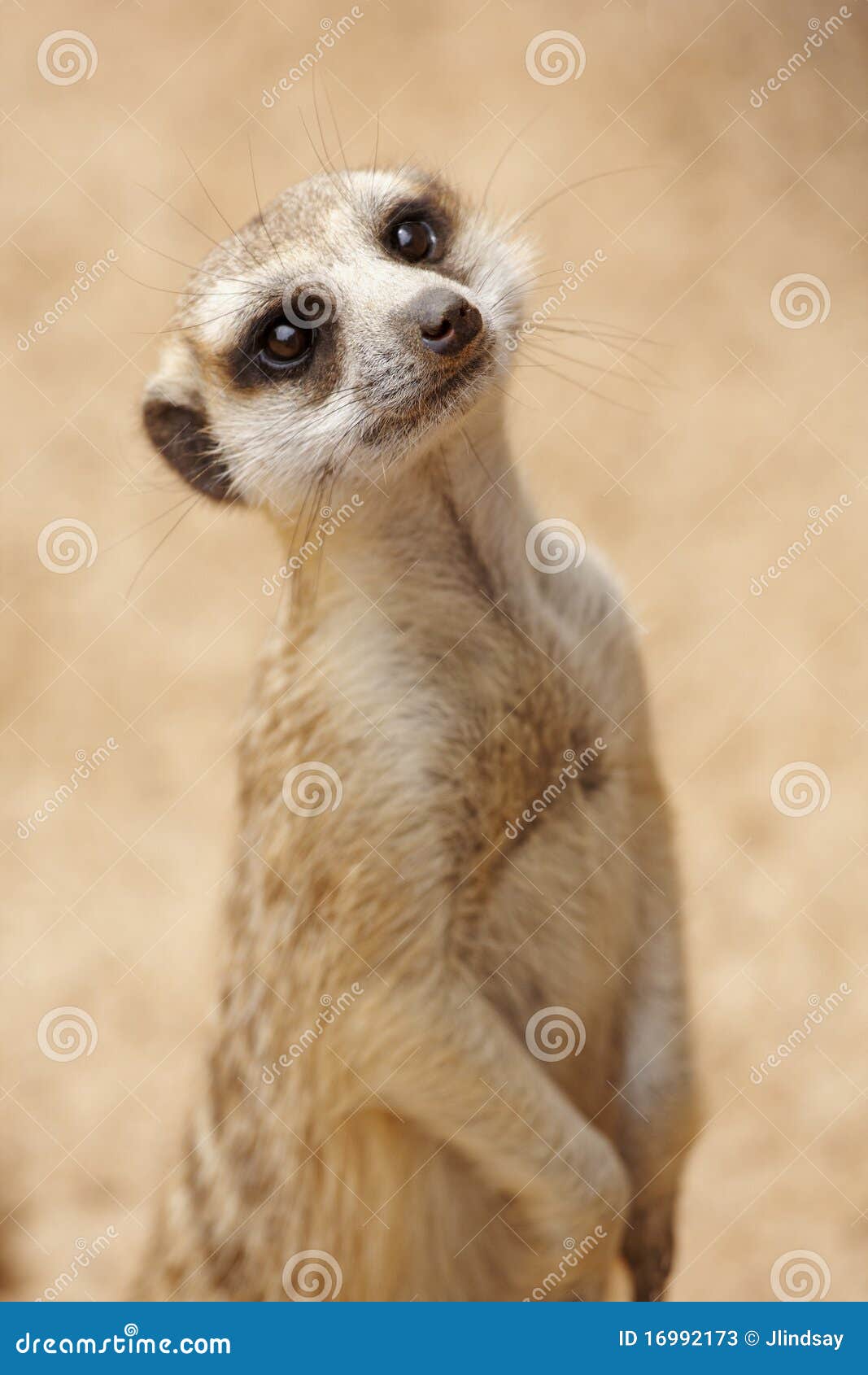 Inquisitive suricate stock image. Image of face, animal - 16992173
