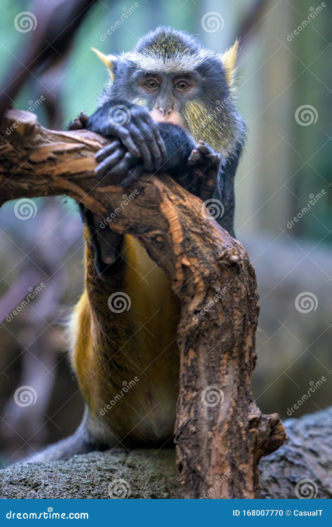 An Inquisitive but Suspicious Wolf`s Mona Monkey is Observing Its ...
