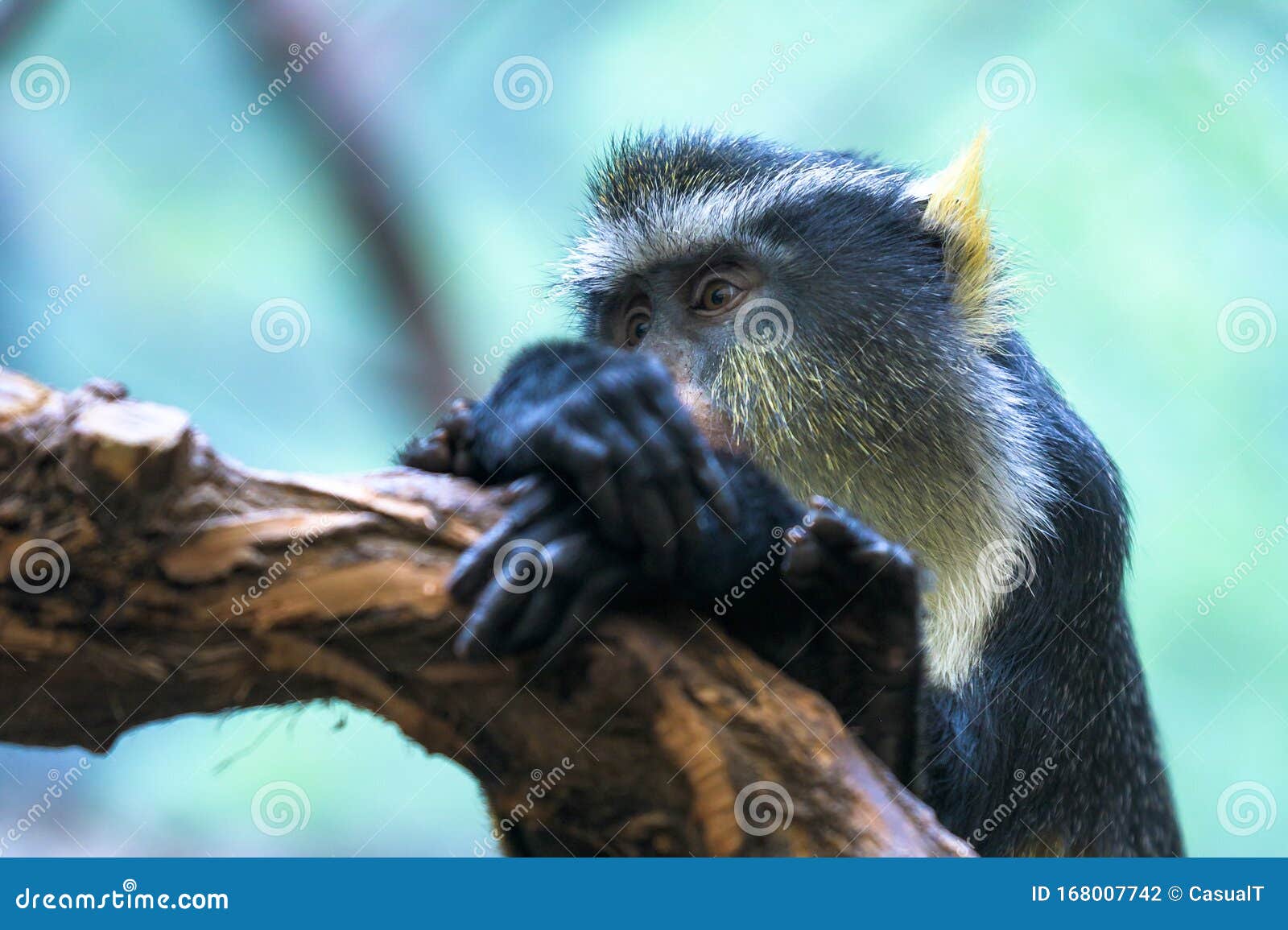 An Inquisitive but Suspicious Wolf`s Mona Monkey is Observing Its ...