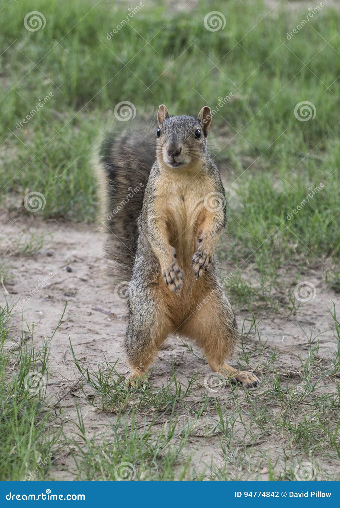 Inquisitive Texas Fox Squirrel Stock Photo - Image of ingdom, binomial ...