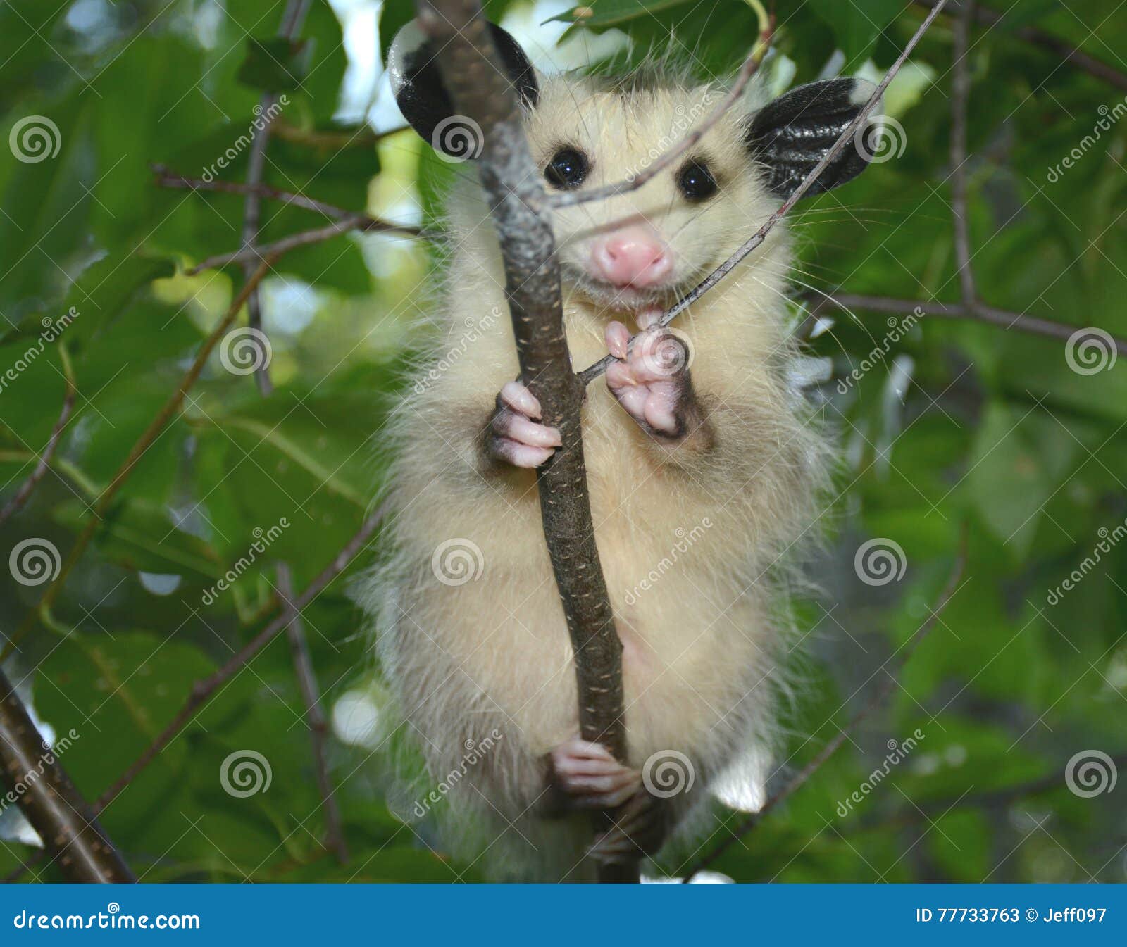 Inquisitive Young Opossum Study Stock Image - Image of clutching, young ...