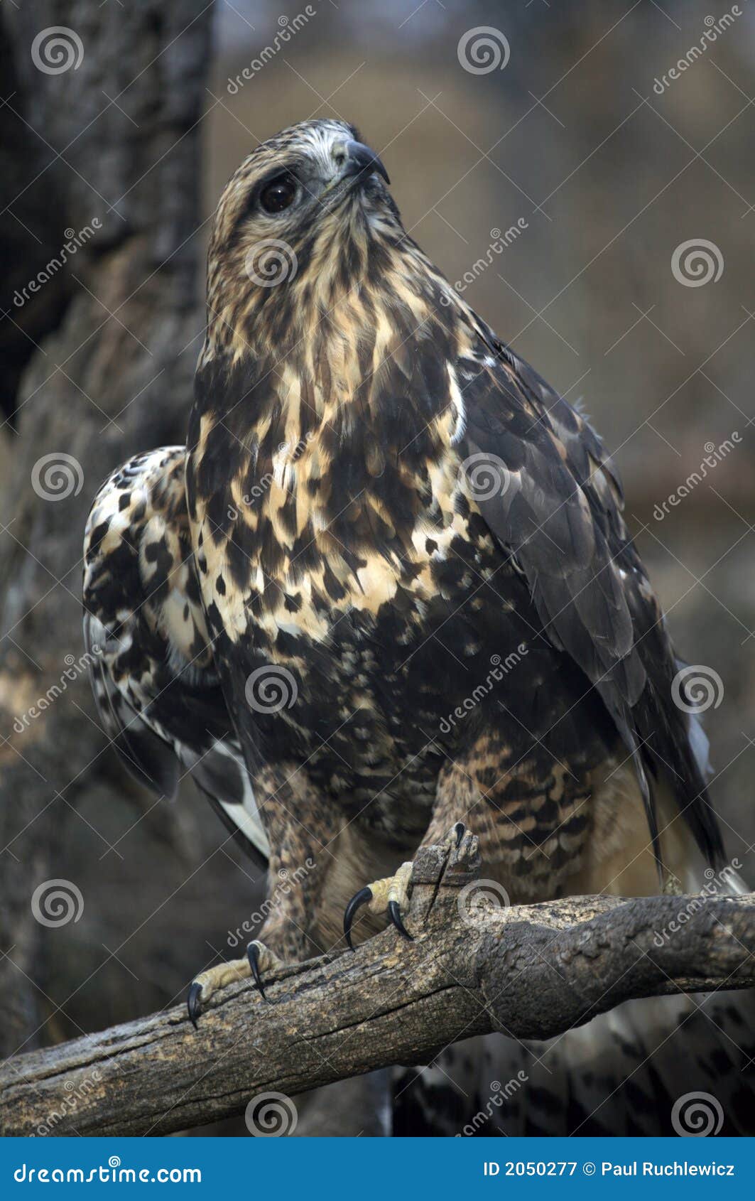 Inquistive Raptor stock image. Image of perch, beak, wings - 2050277
