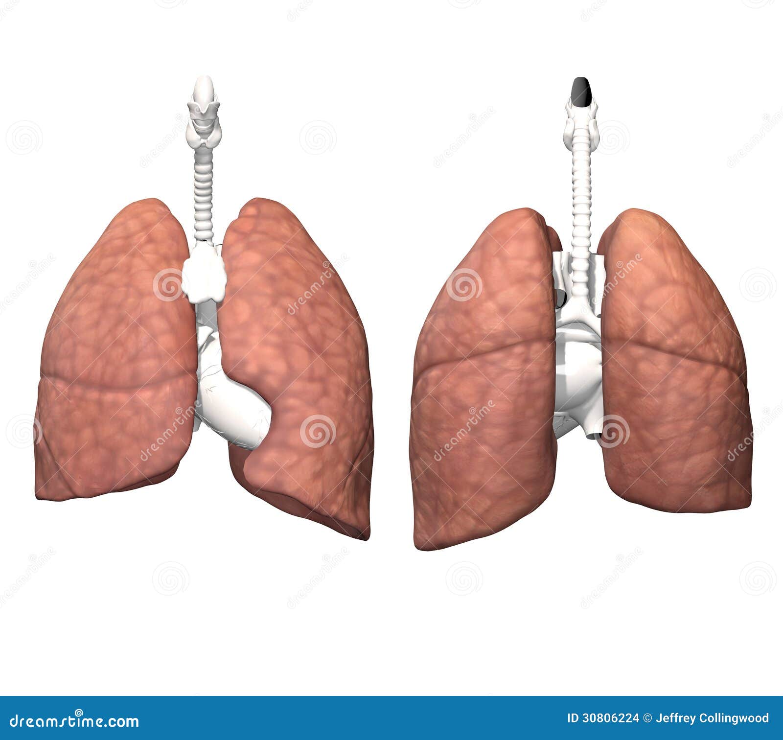 Inre organ - lungor stock illustrationer. Illustration av folk - 30806224