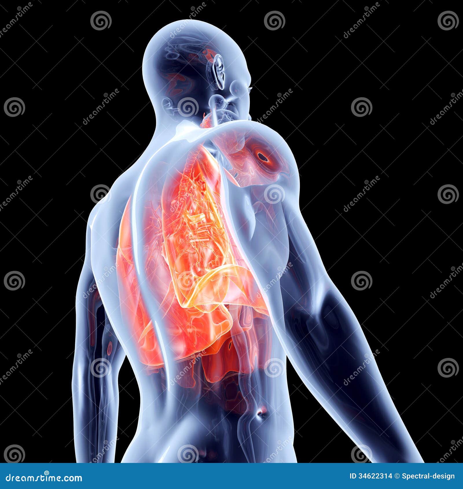 Inre organ - lungor stock illustrationer. Illustration av syre - 34622314