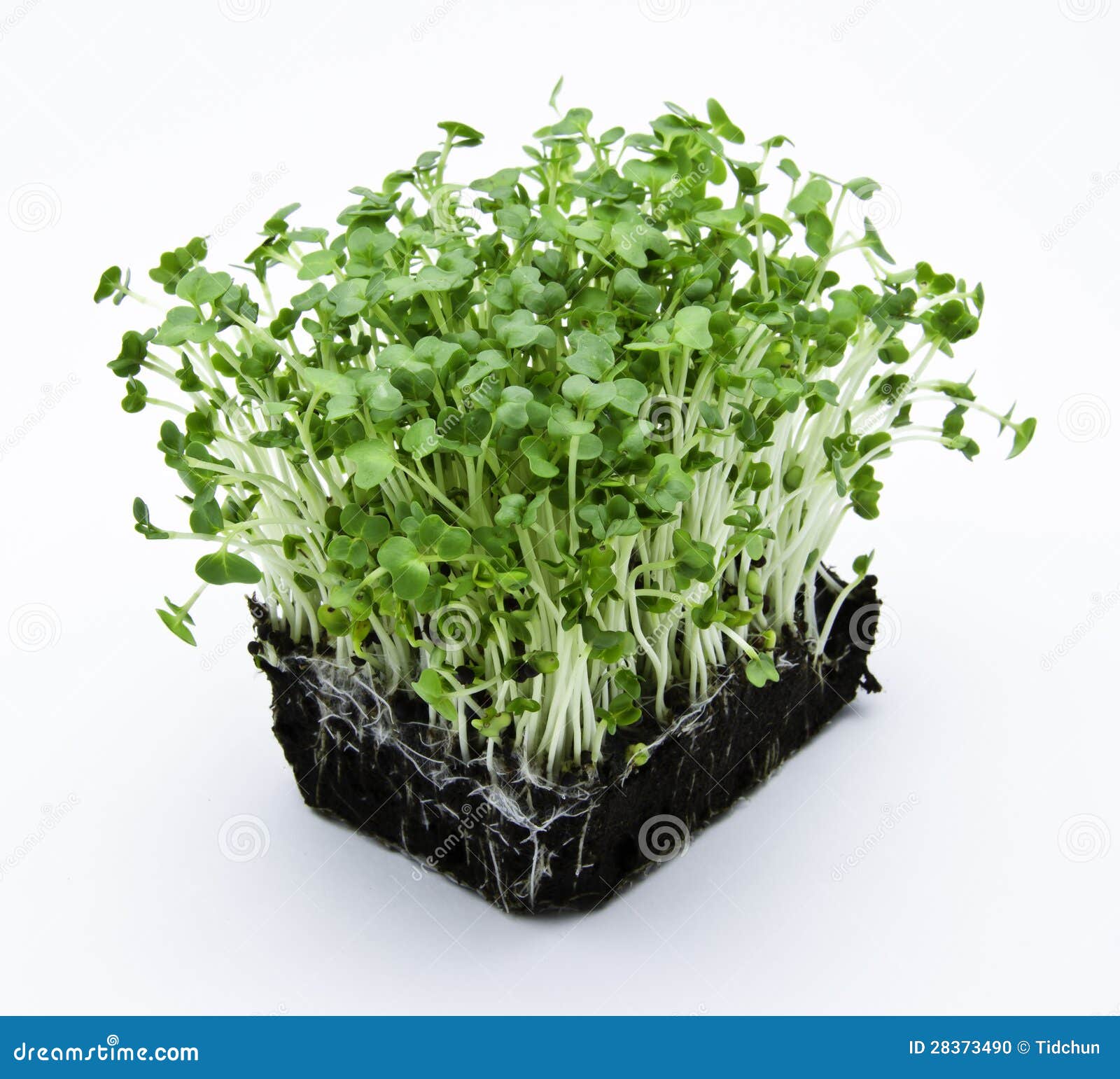 Insalata del crescione fotografia stock. Immagine di crescione - 28373490