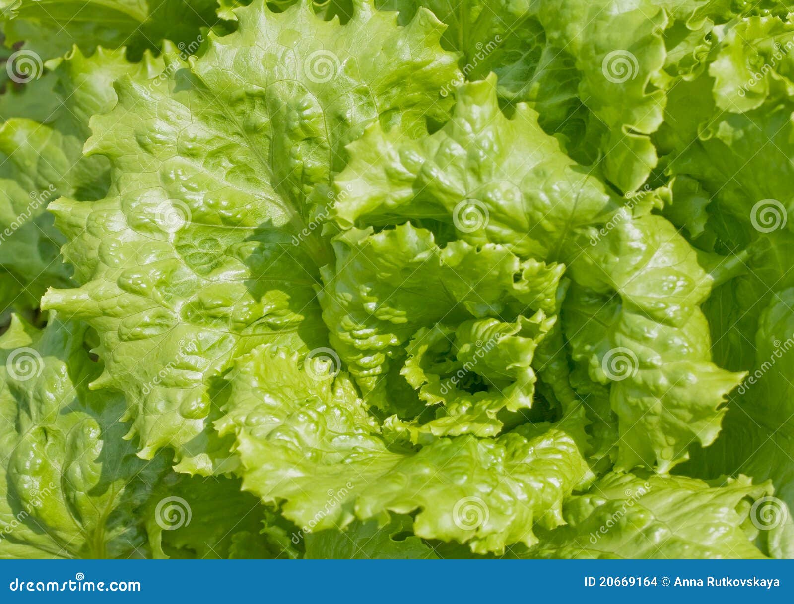 Insalata Della Lattuga Immagine. Immagine: 20669164