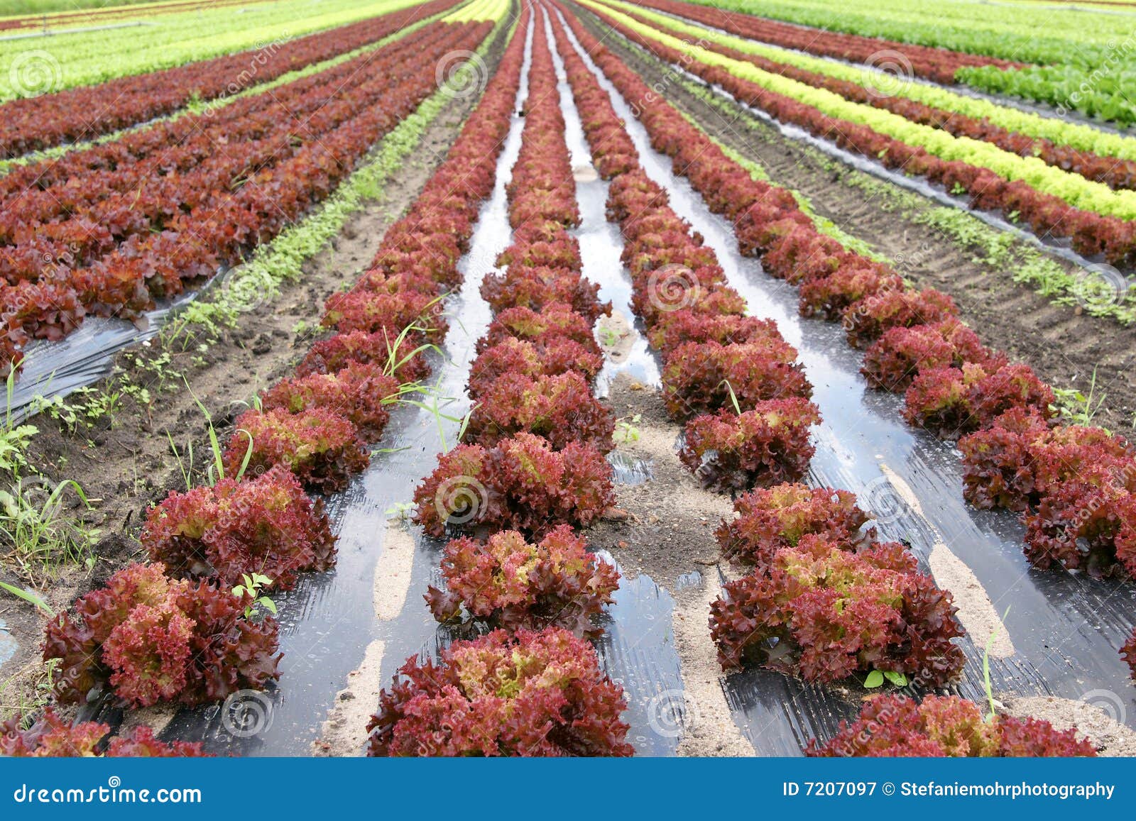 Insalata di rosso di lollo immagine stock. Immagine di kilojoule - 7207097