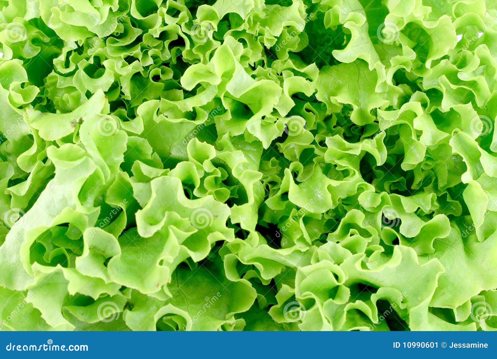 Insalata verde immagine stock. Immagine di podere, buongustaio - 10990601