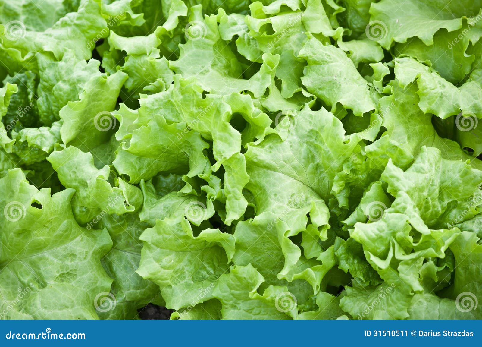 Insalata verde fresca immagine stock. Immagine di botanica - 31510511