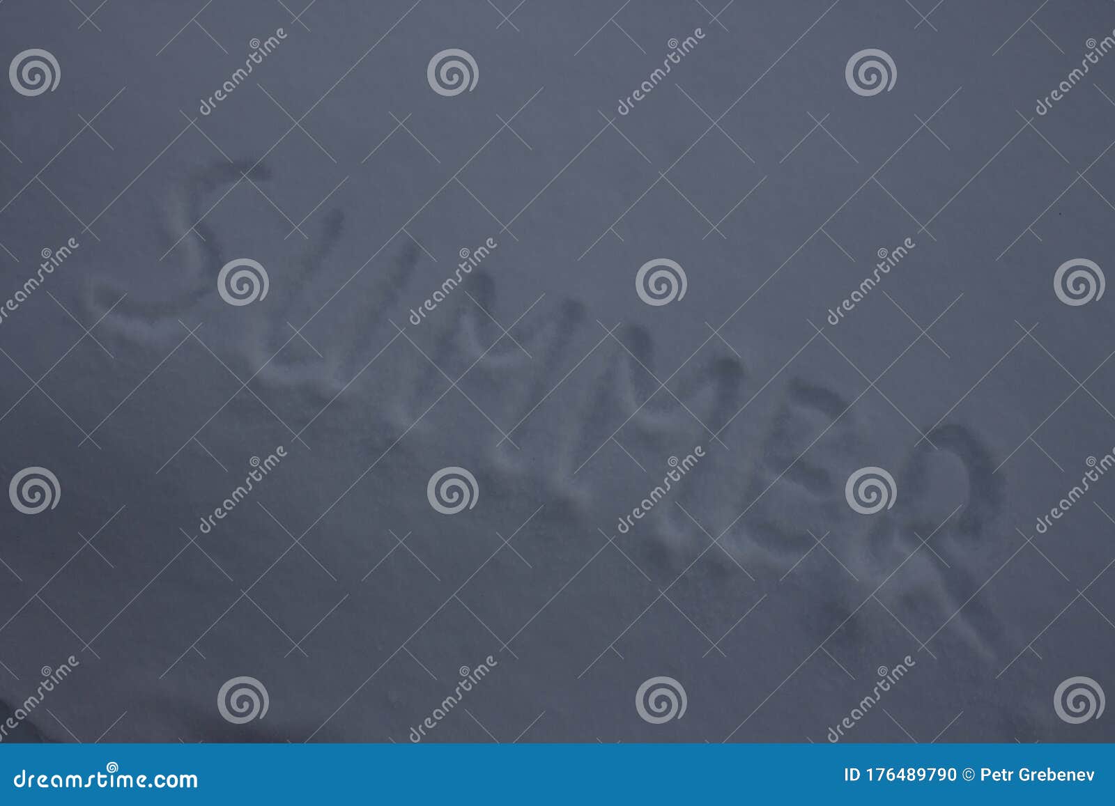 Snow In Summer Cerastium Tomentosum Tiny Blooms Background Stock Image ...