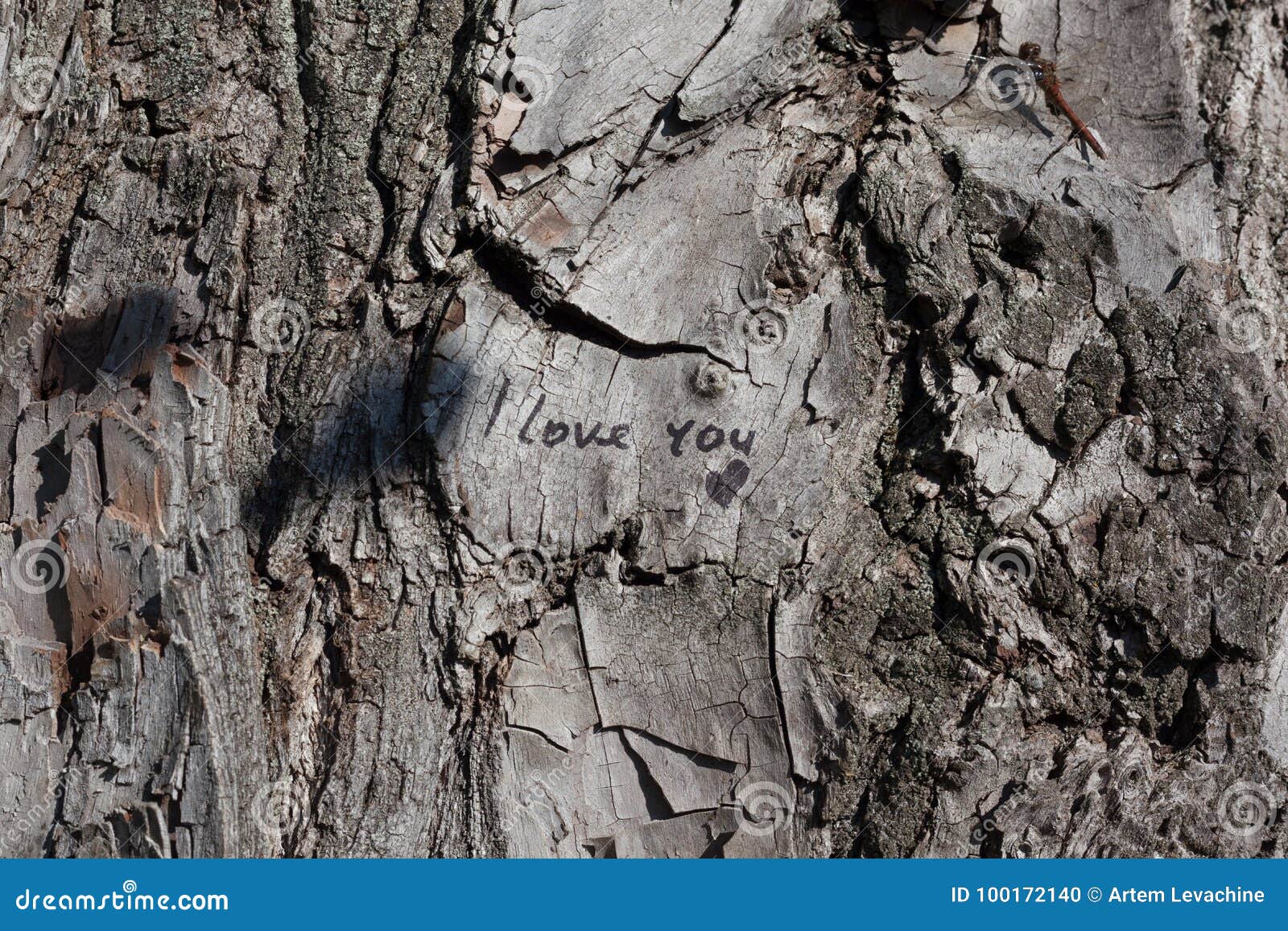 Inscription on a tree stock photo. Image of black, texture - 100172140
