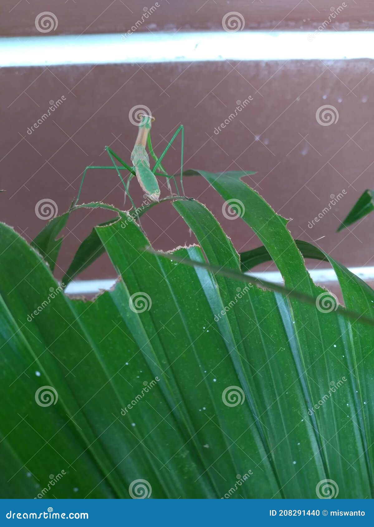 Insect in my garden stock photo. Image of green, nature - 208291440