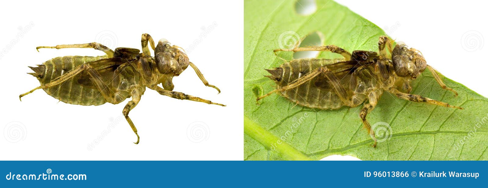 Insece moult stock photo. Image of beautiful, white, insects - 96013866