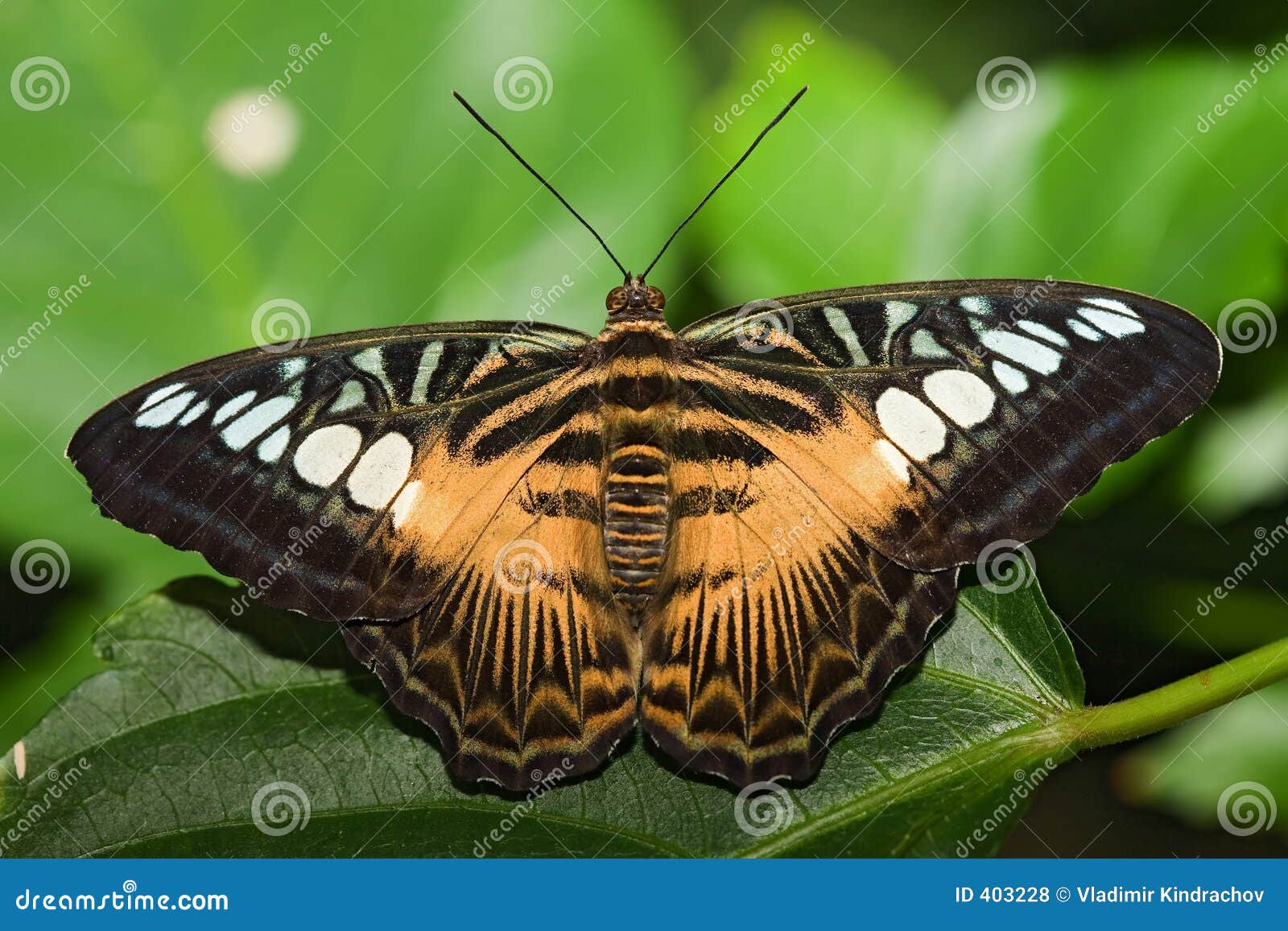 Insect 006 butterfly stock photo. Image of gorgeous, color - 403228