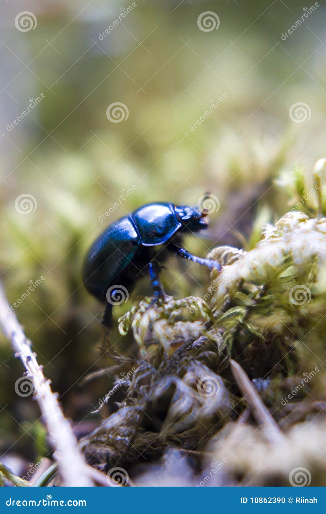 Insect stock photo. Image of black, single, macro, close - 10862390