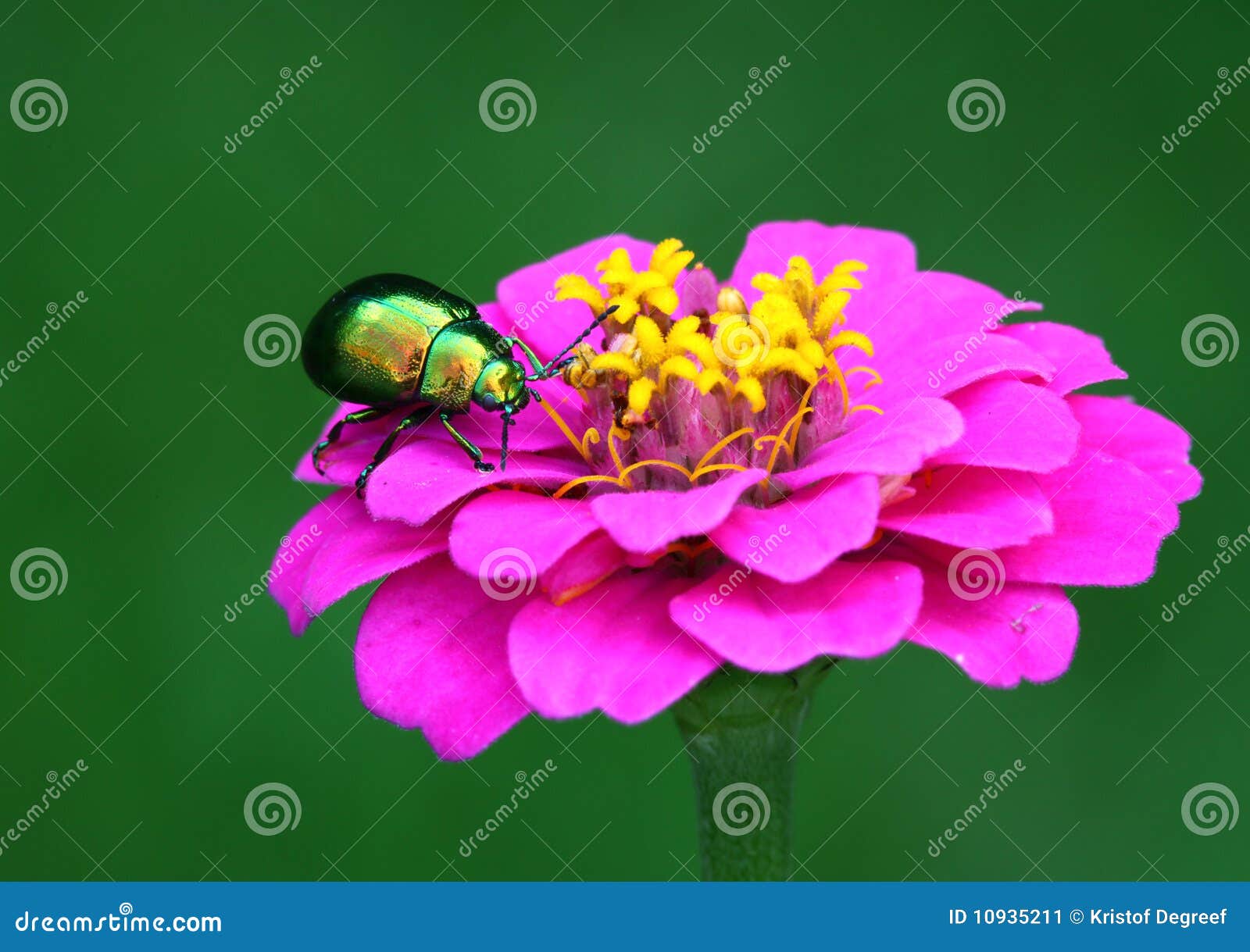 Insect stock image. Image of flower, background, crawl - 10935211