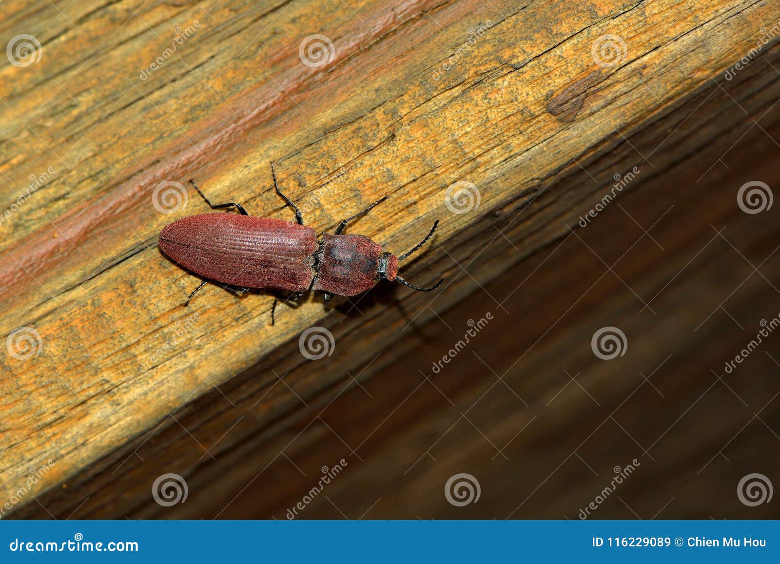 Insect stock afbeelding. Image of macro, lente, wild - 116229089