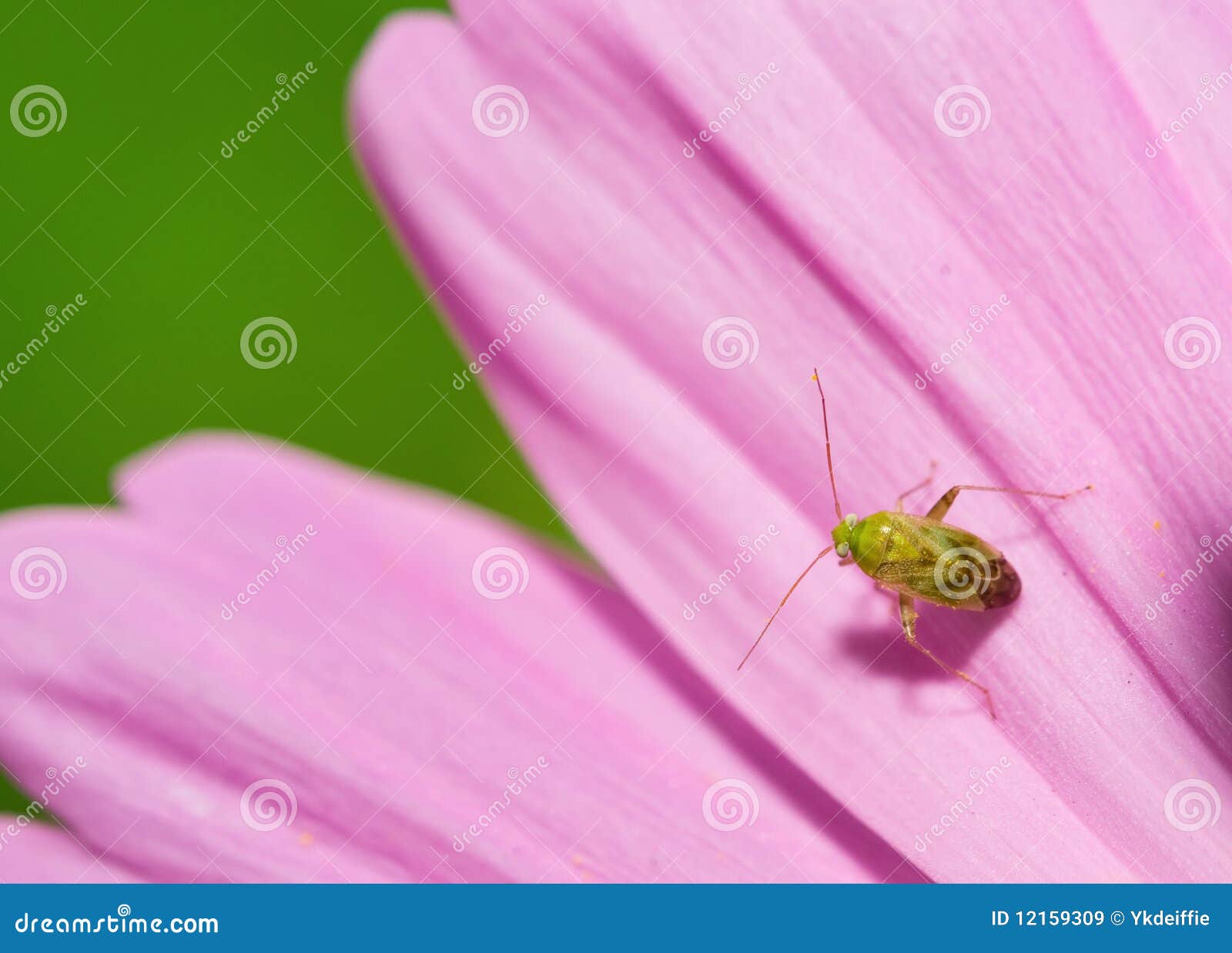 Insect stock image. Image of green, pink, plant, animal - 12159309
