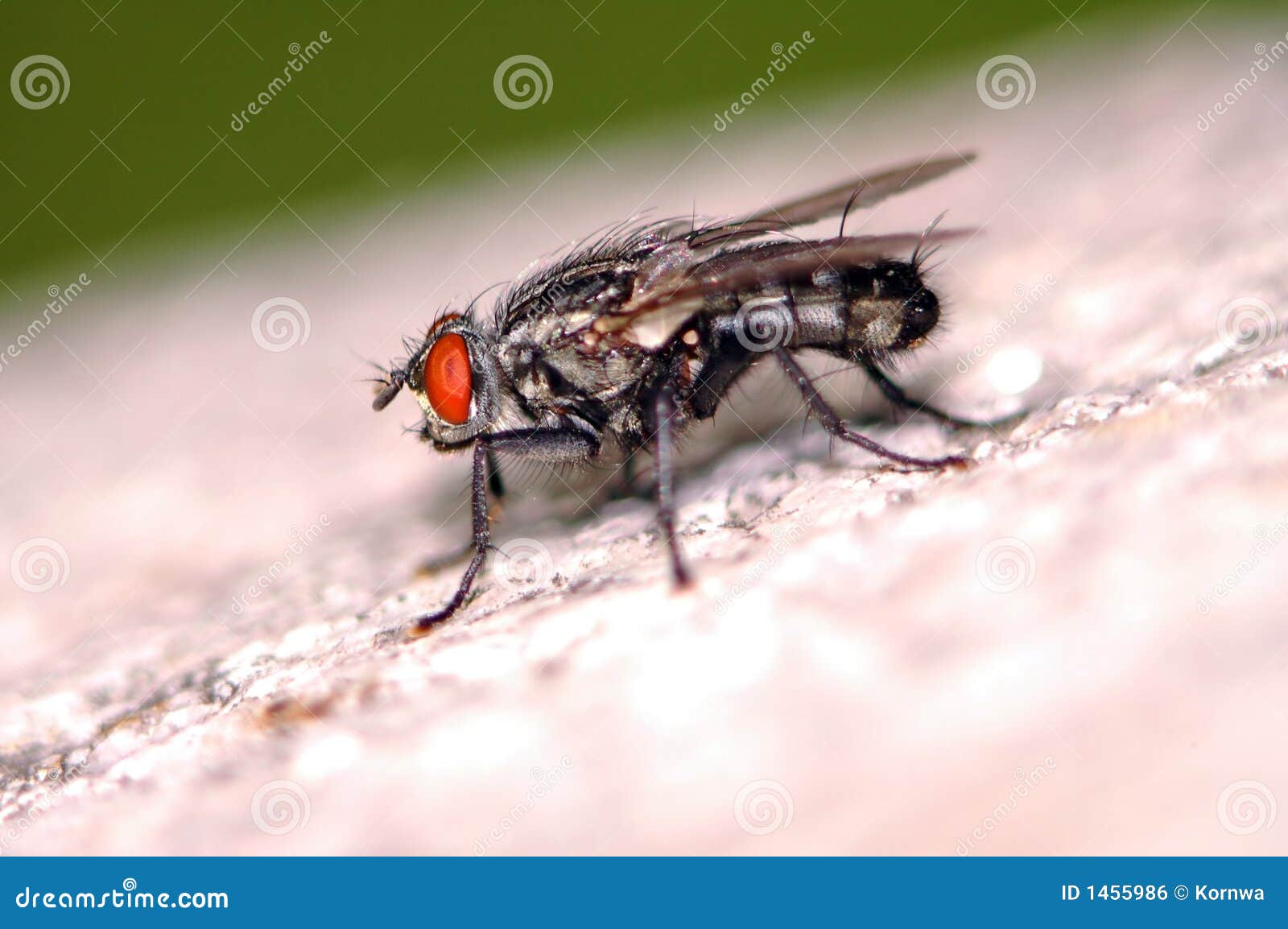 Insect stock photo. Image of housefly, wings, insect, small - 1455986
