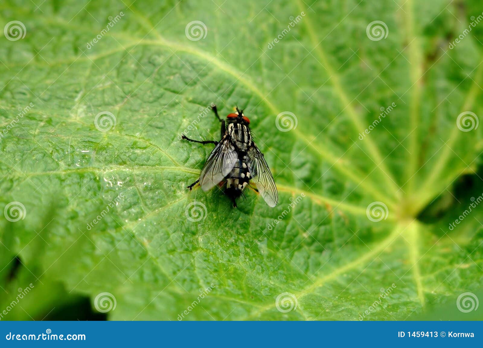 Insect stock image. Image of nature, beast, animal, housefly - 1459413