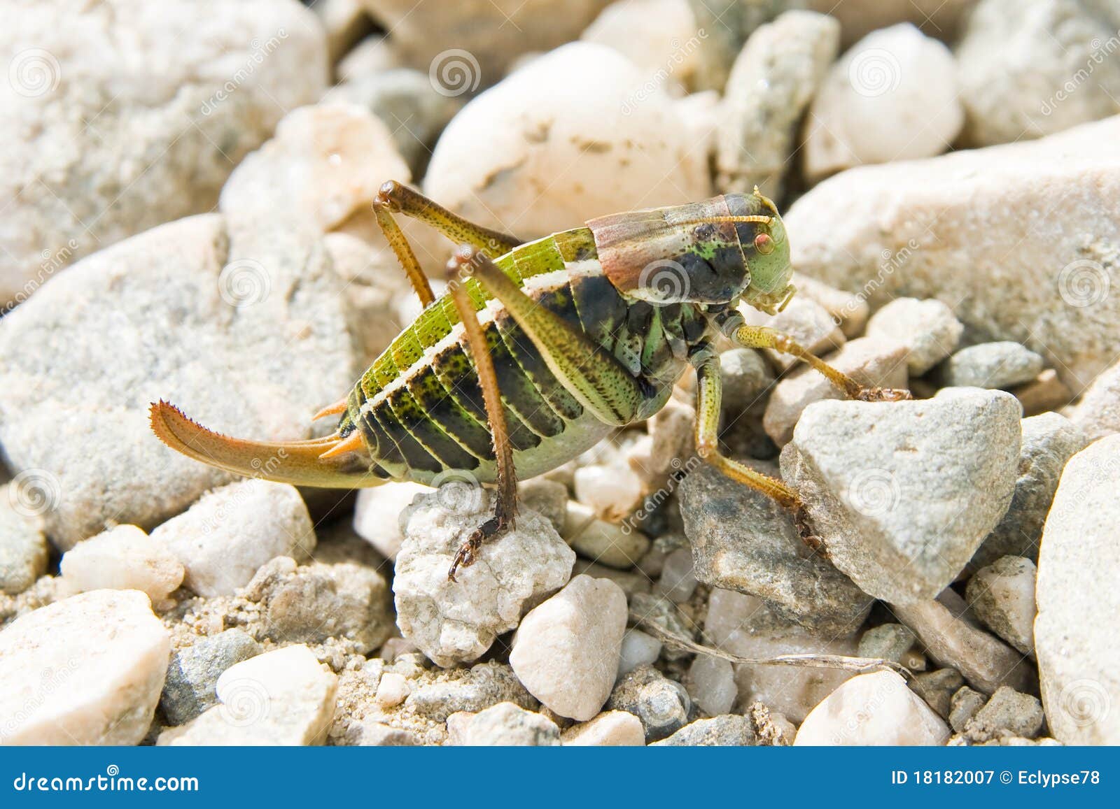 Insect stock image. Image of green, rocks, animal, biology - 18182007
