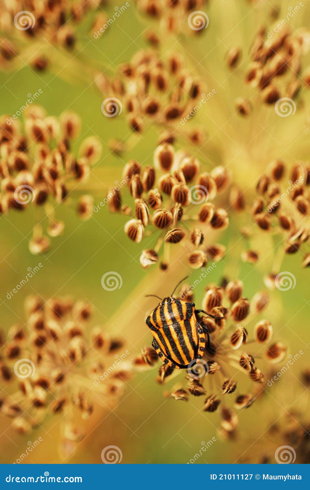Insect stock image. Image of shade, plant, summer, nature - 21011127
