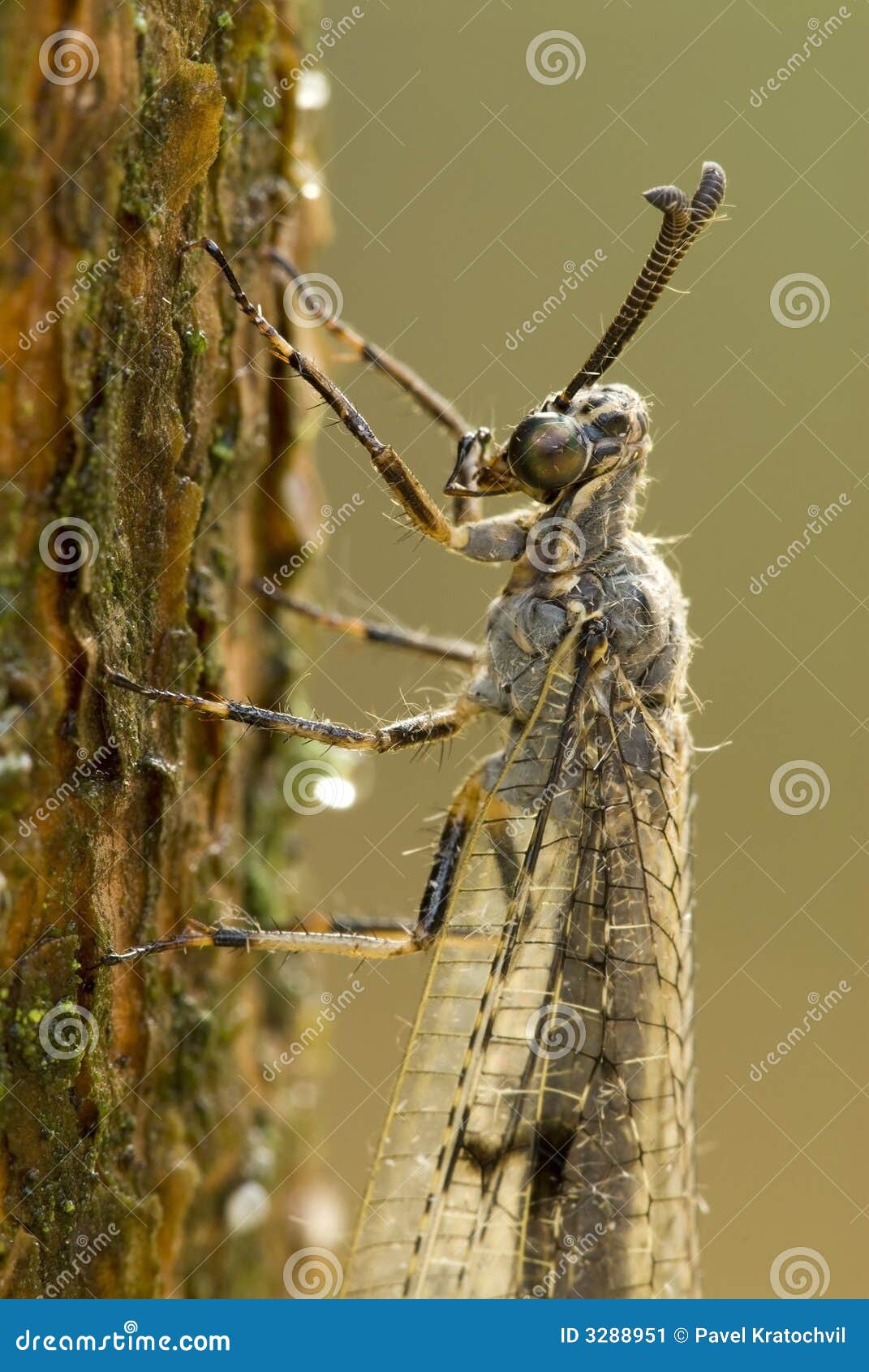 Insect stock image. Image of close, body, macro, insect - 3288951
