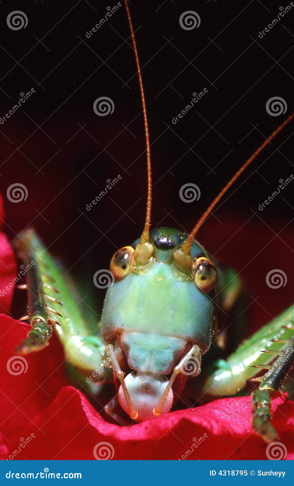 Insect stock image. Image of china, head, close, antenna - 4318795