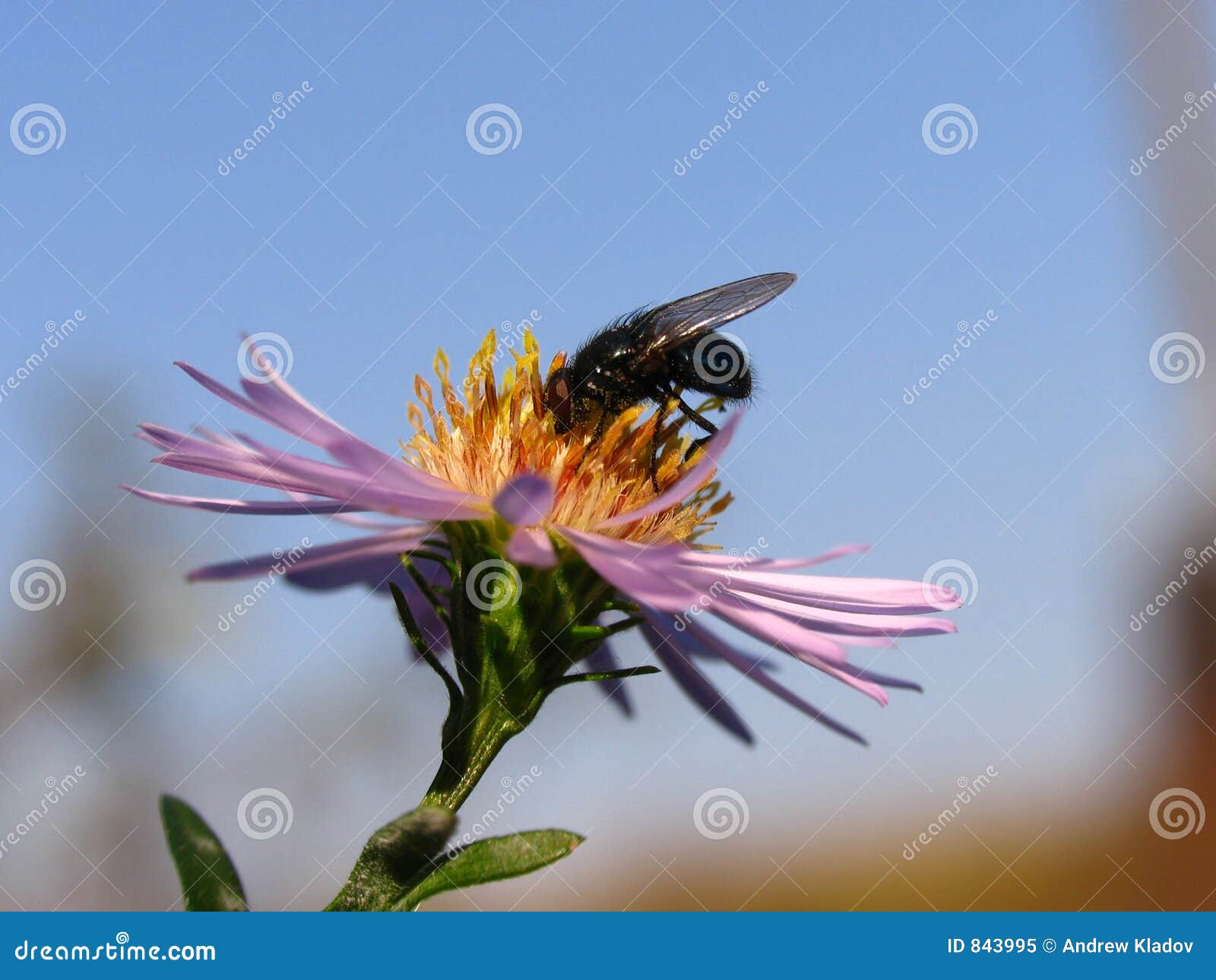 Insect stock image. Image of spring, beautiful, insect - 843995