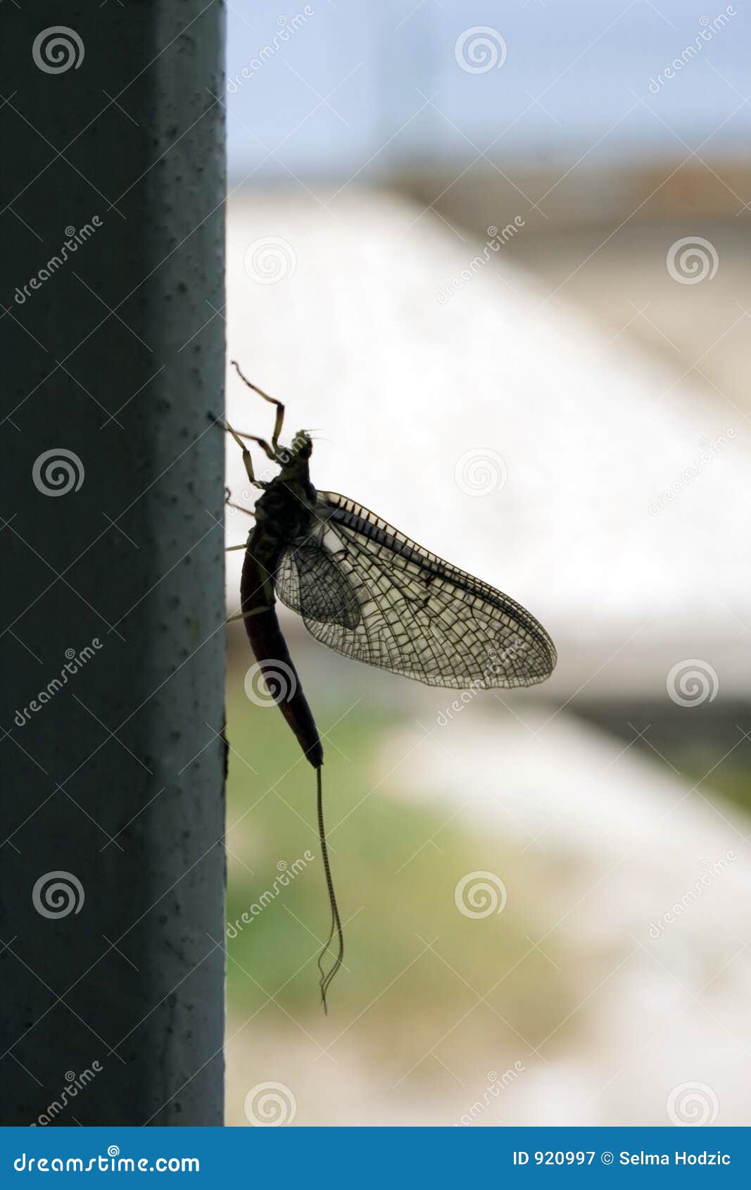 Insect stock image. Image of organ, body, shape, feets - 920997