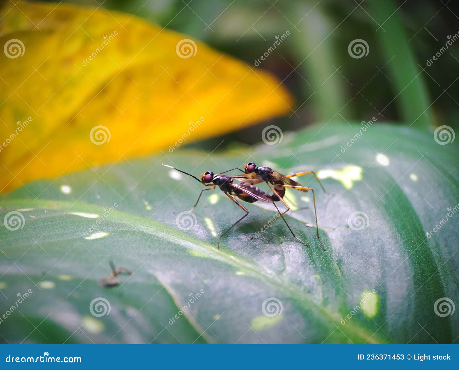 Insect Activity on Green Leaves Stock Image - Image of leaves, nature ...