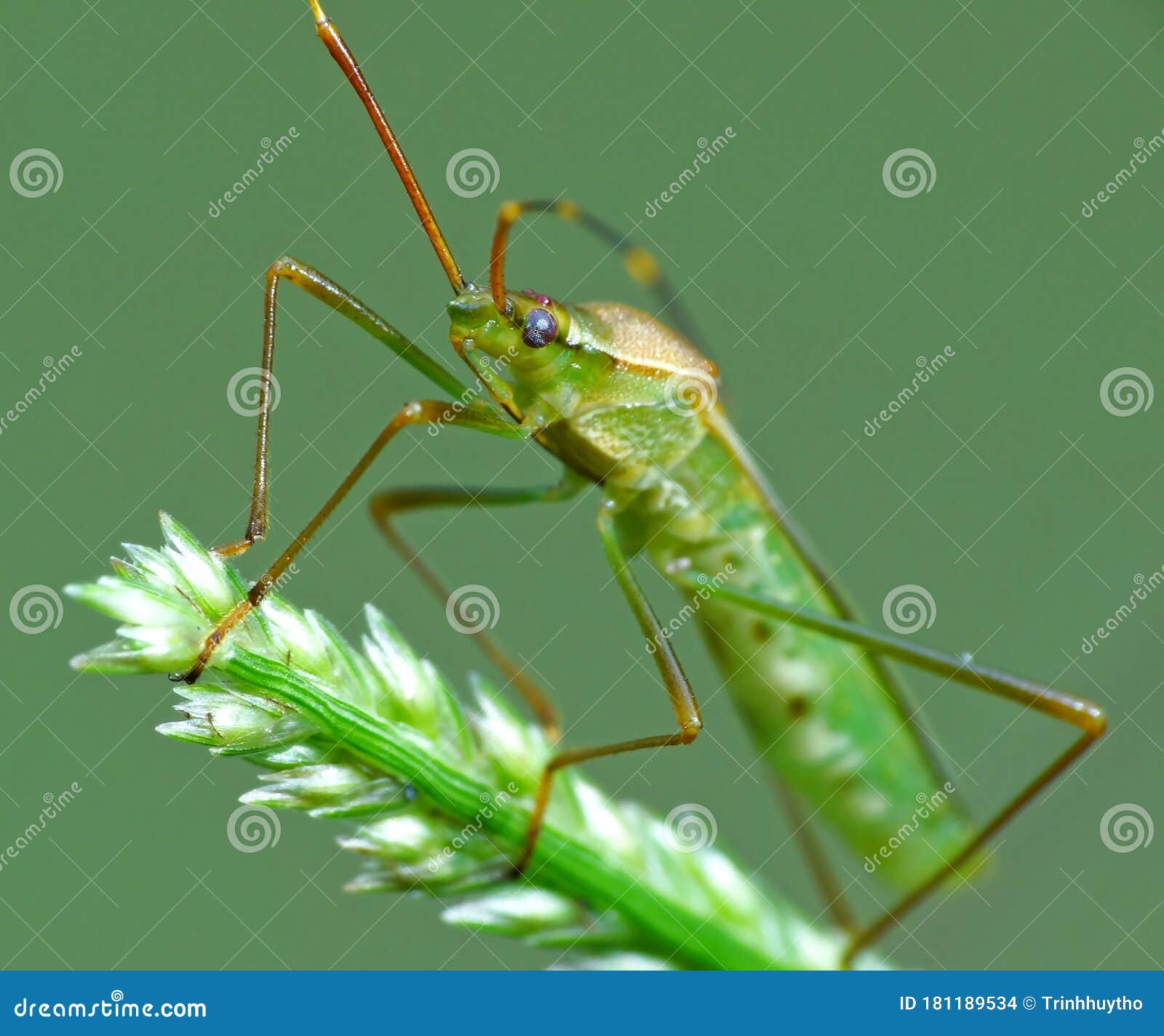 Insect Activity in daily Life Stock Photo - Image of beetle, flies ...