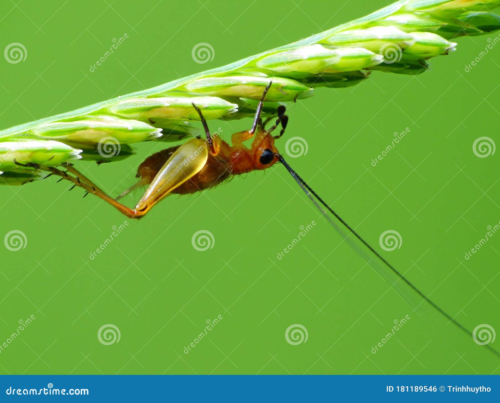 Insect Activity in daily Life Stock Photo - Image of dragonfly ...