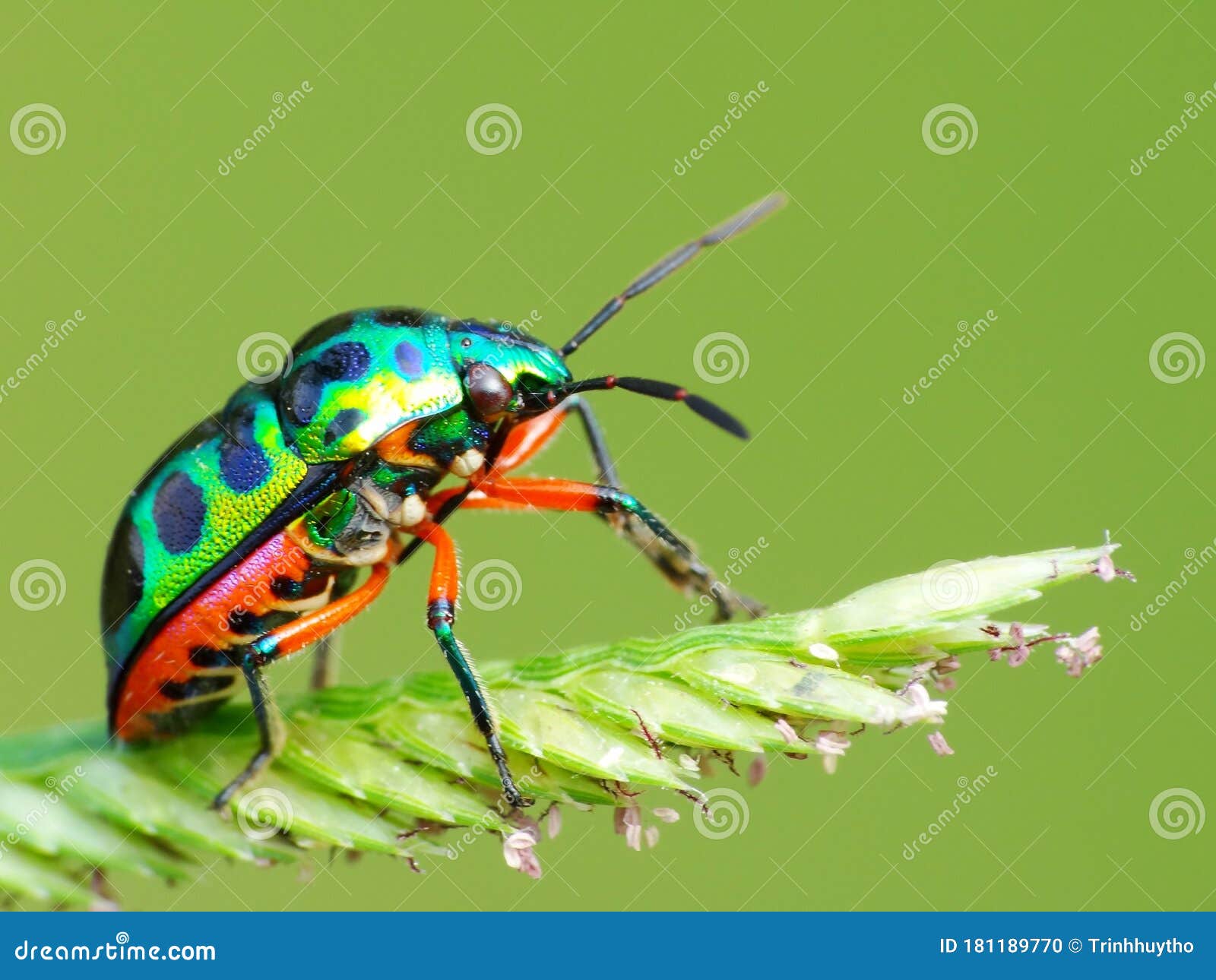 Insect Activity in daily Life Stock Photo - Image of flies, claws ...
