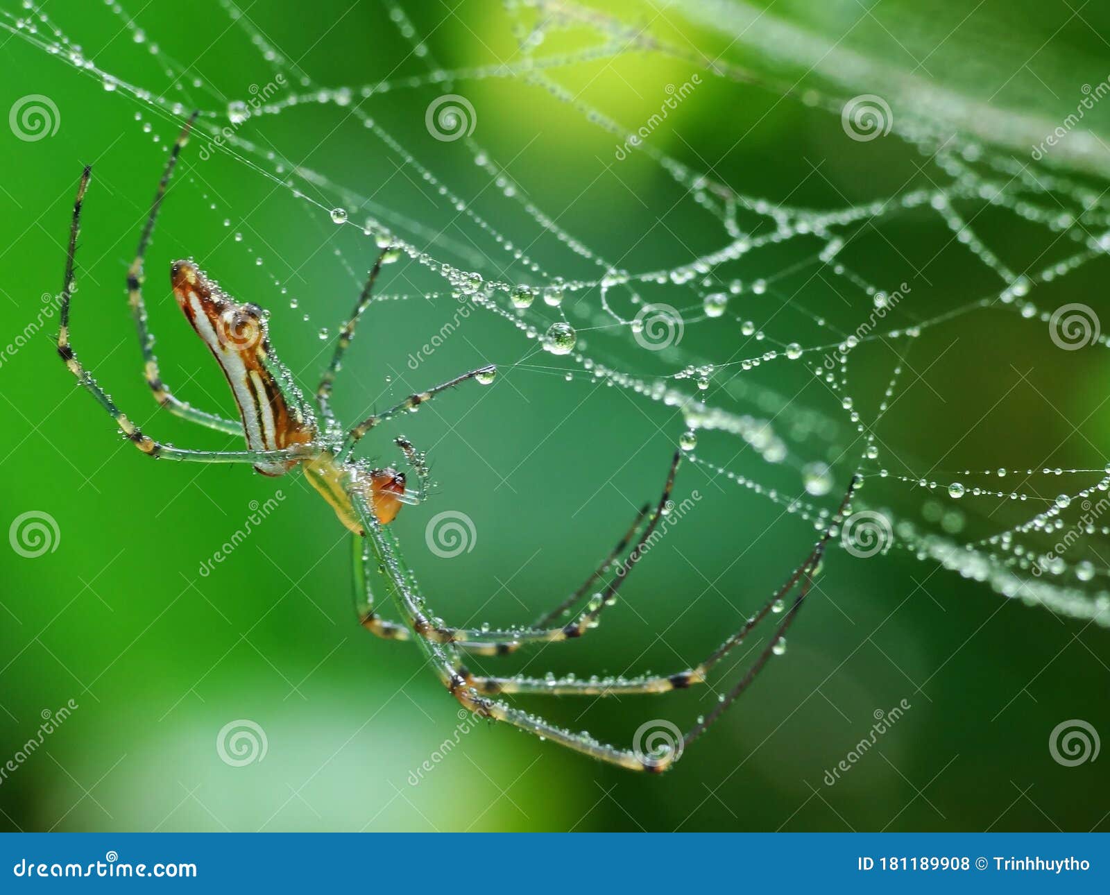 Insect Activity in daily Life Stock Photo - Image of eyes, fauna: 181189908