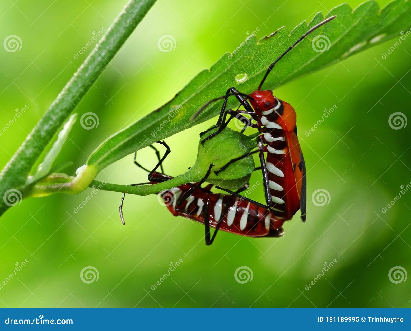 Insect Activity in daily Life Stock Image - Image of cricket, great ...
