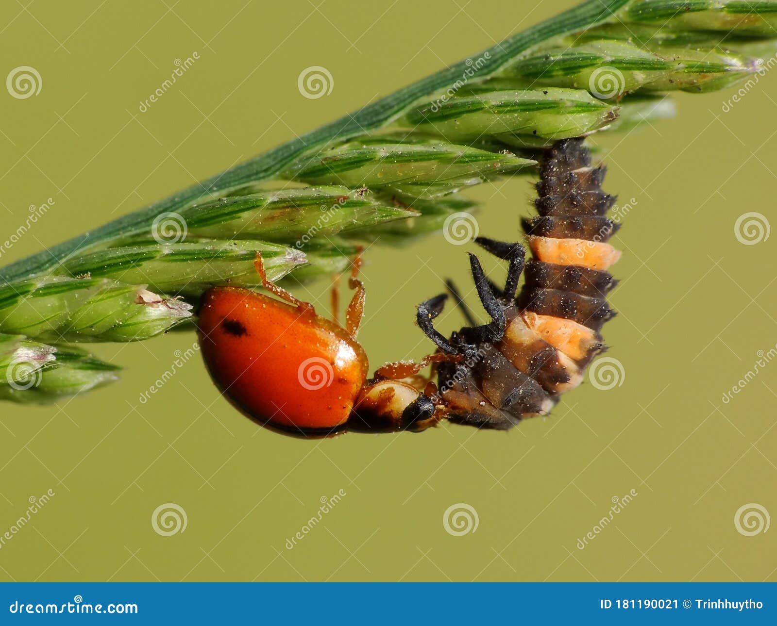Insect Activity in daily Life Stock Image - Image of forest, claw ...