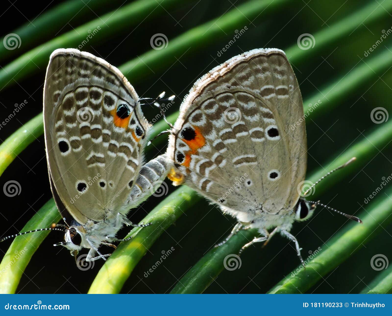 Insect Activity in daily Life Stock Image - Image of antenna, grew ...