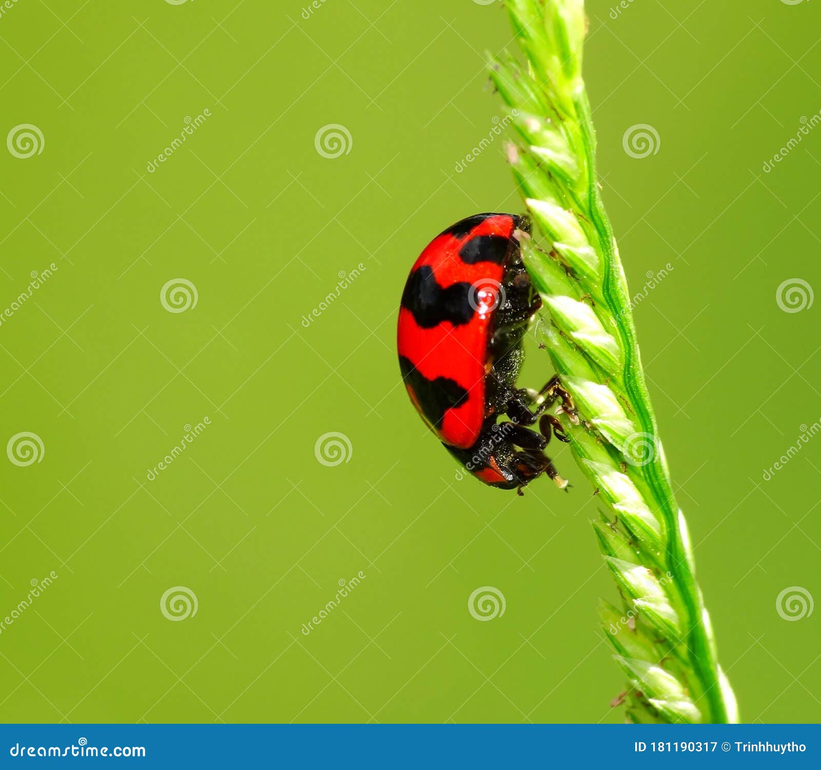 Insect Activity in daily Life Stock Image - Image of flies, fauna ...