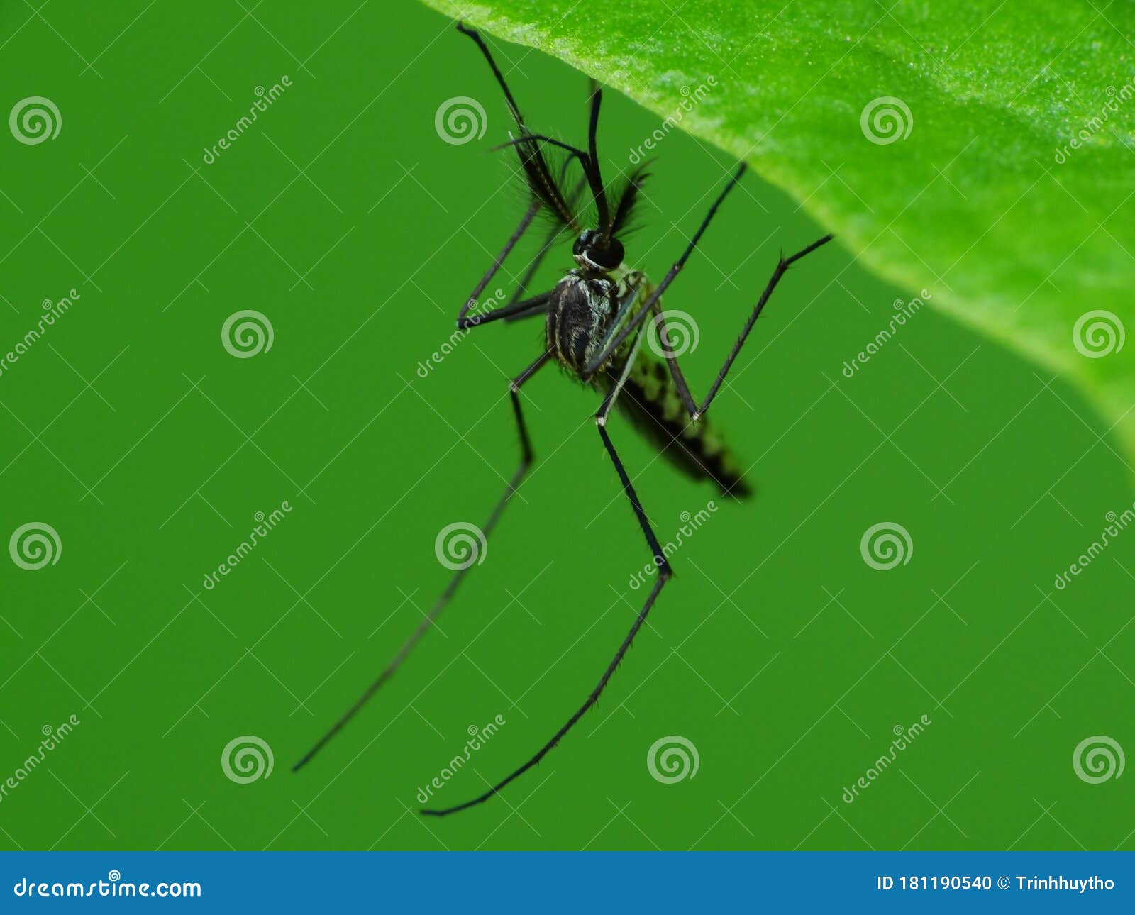 Insect Activity in daily Life Stock Photo - Image of eyes, great: 181190540